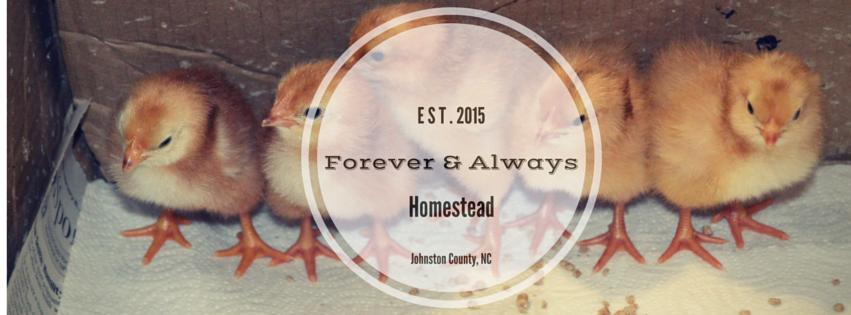 Life at Forever and Always Homestead - Forever And Always Homestead