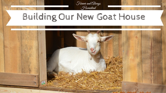 Building Our New Goat House - Forever And Always Homestead