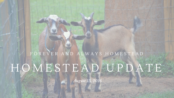 Homestead Update August 15, 2016 - Forever And Always Homestead